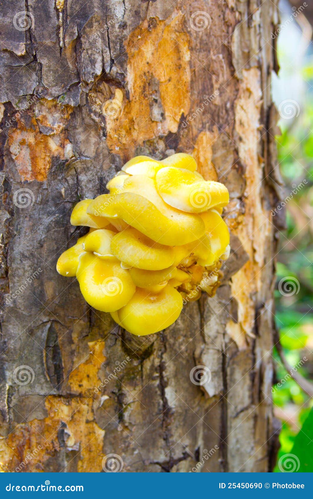 Pleurotus citrinopileatus stock photo. Image of flora - 25450690