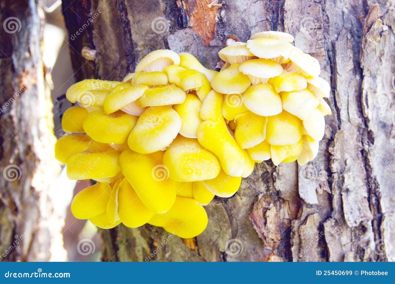 Pleurotus citrinopileatus stock image. Image of flora - 25450699