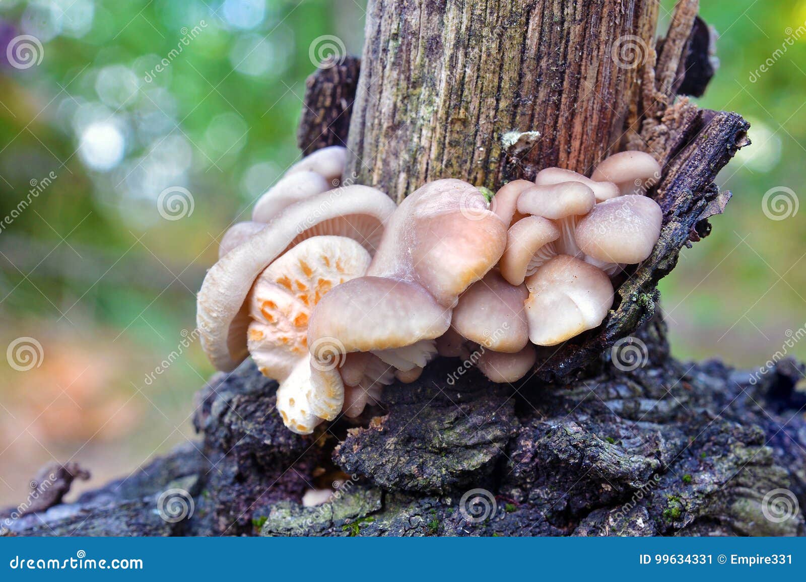 Pleurotus Cornucopiae Mushroom Stock Image - Image of cluster, mushroom ...