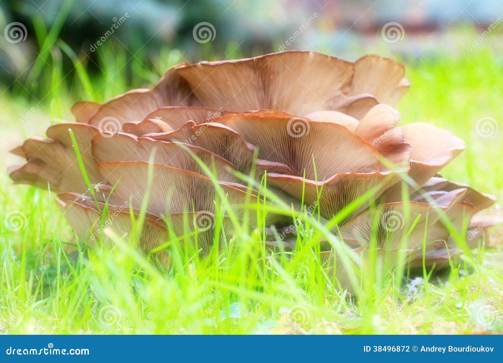 Pleurotus do cogumelo foto de stock. Imagem de marrom - 38496872