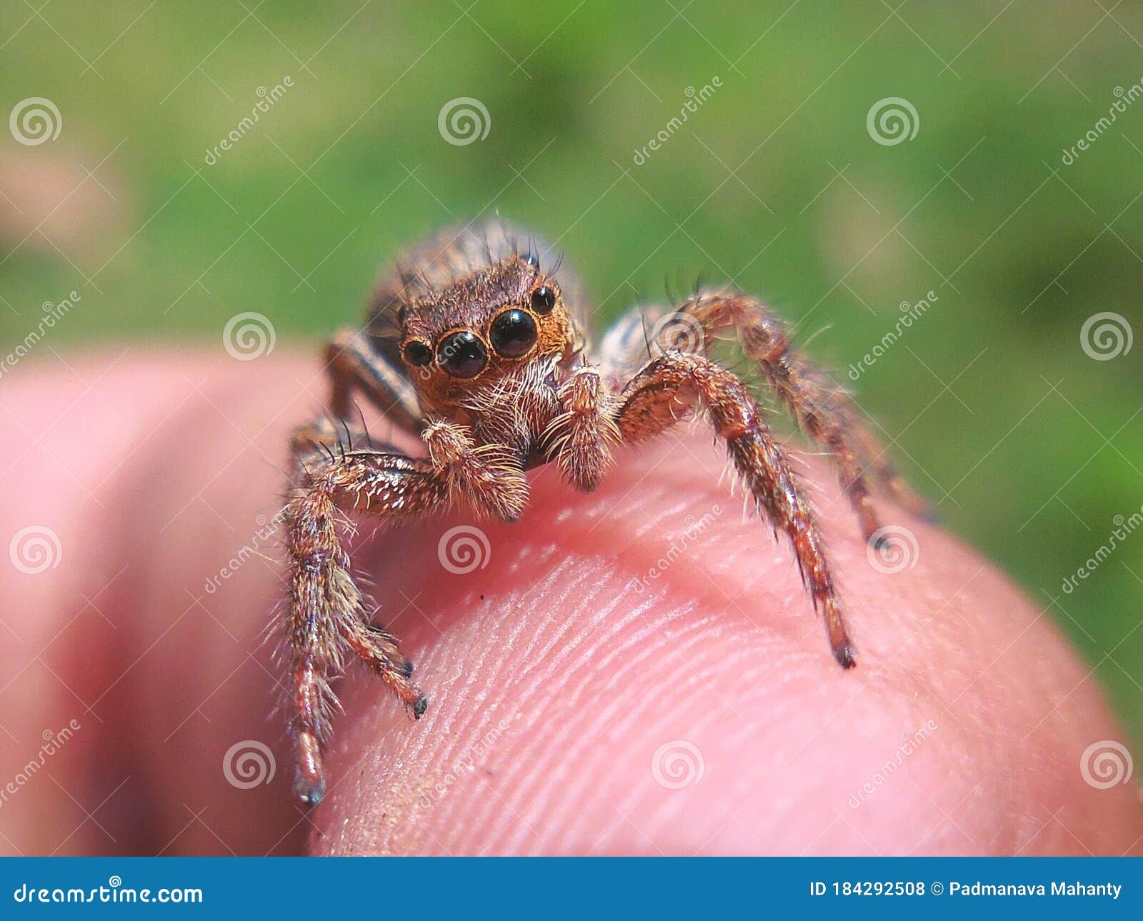 Plexippus paykulli(Female) stock photo. Image of paykullifemale - 184292508