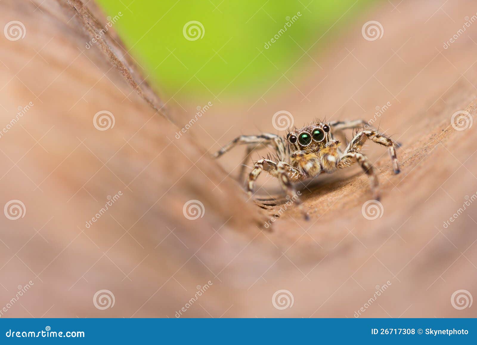 Plexippus Petersi spider stock photo. Image of brown - 26717308