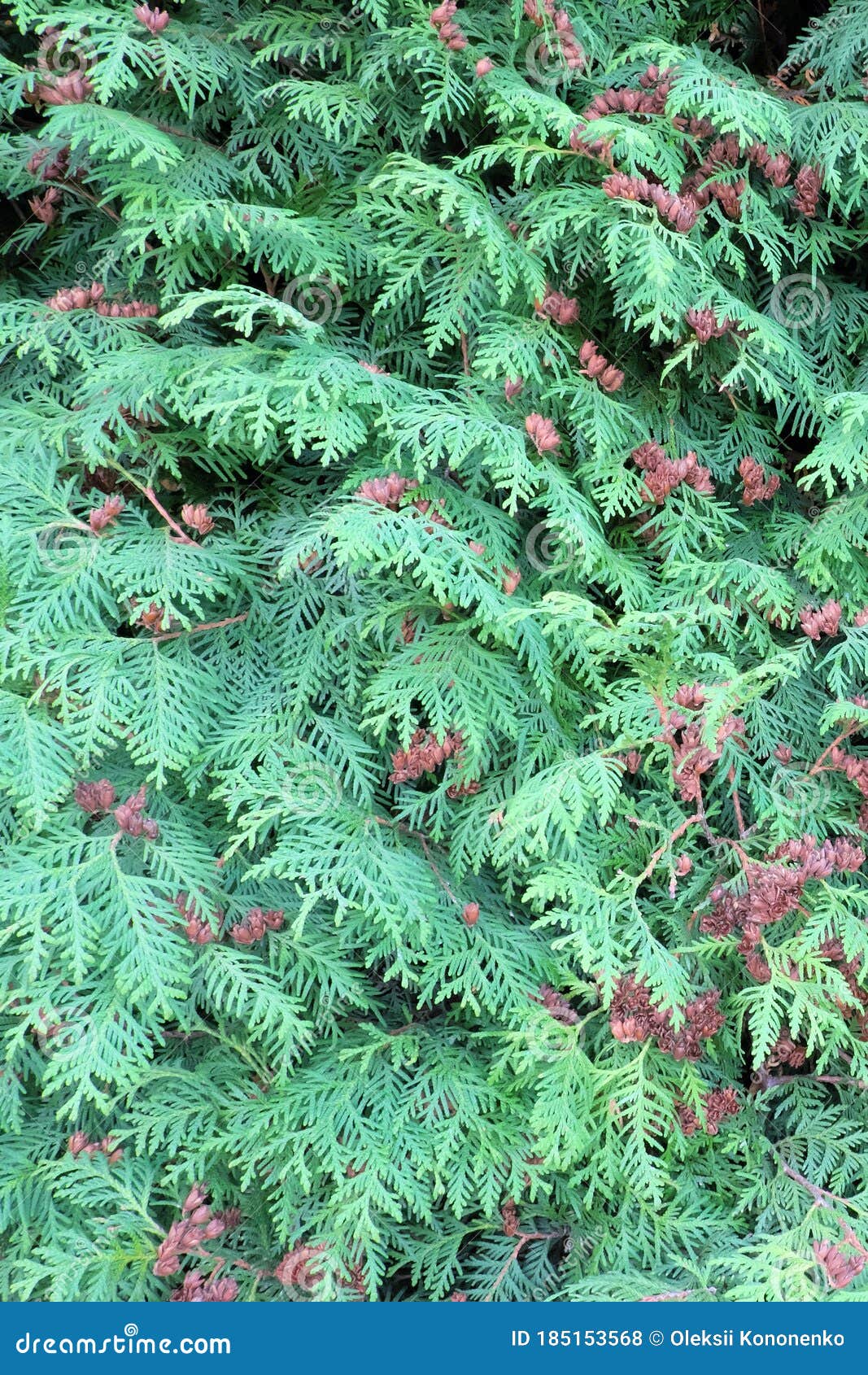 Plexus Of Thuja Branches As A Background Stock Photo | CartoonDealer ...
