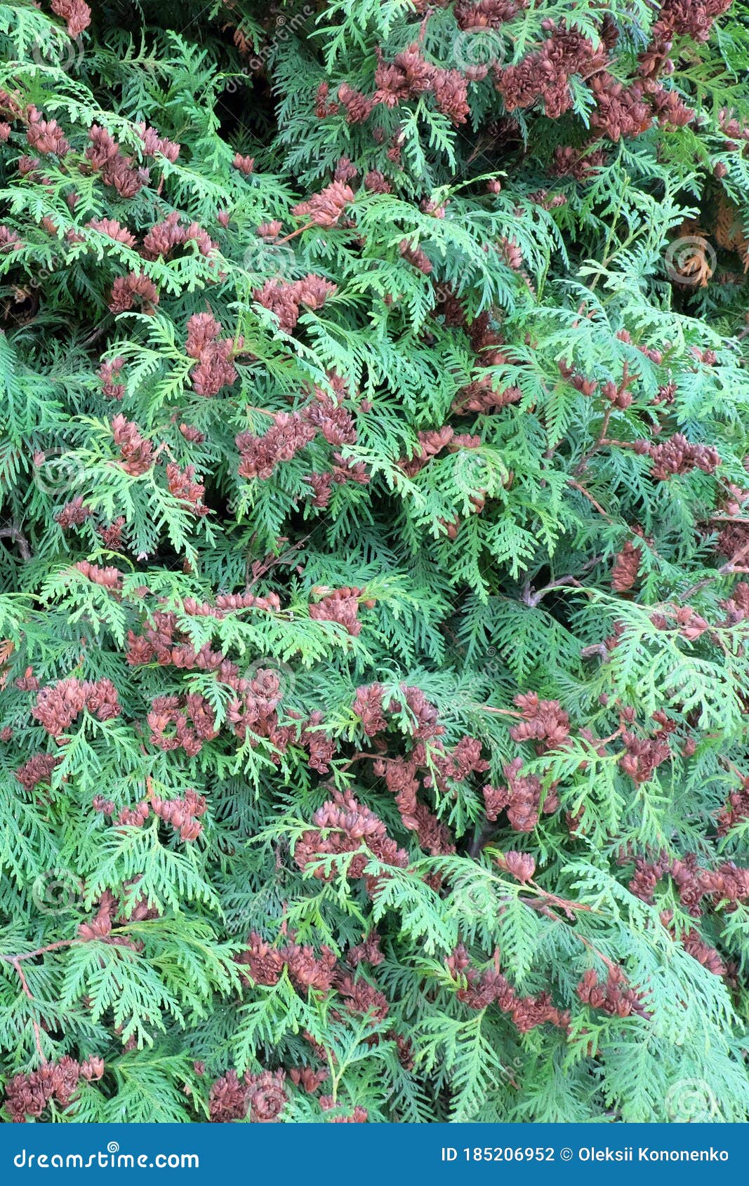 Plexus Of Thuja Branches As A Background Stock Photo | CartoonDealer ...