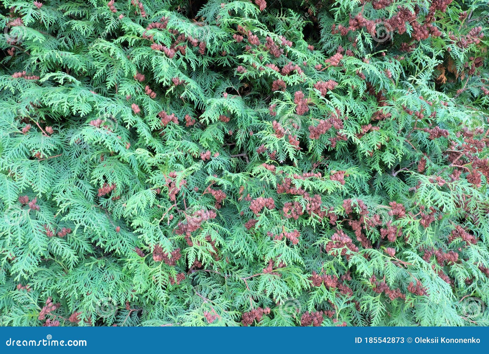 Plexus Of Thuja Branches As A Background Stock Photo | CartoonDealer ...