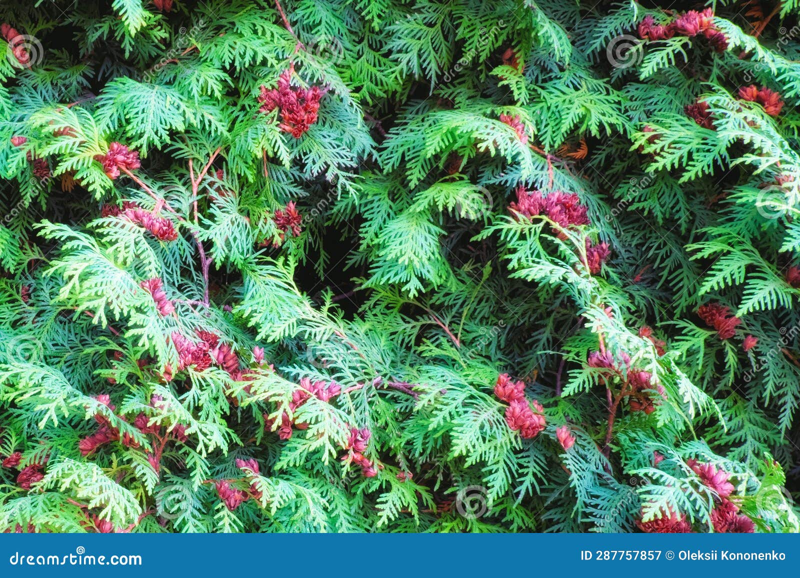 Plexus Of Thuja Branches As A Background Stock Photo | CartoonDealer ...