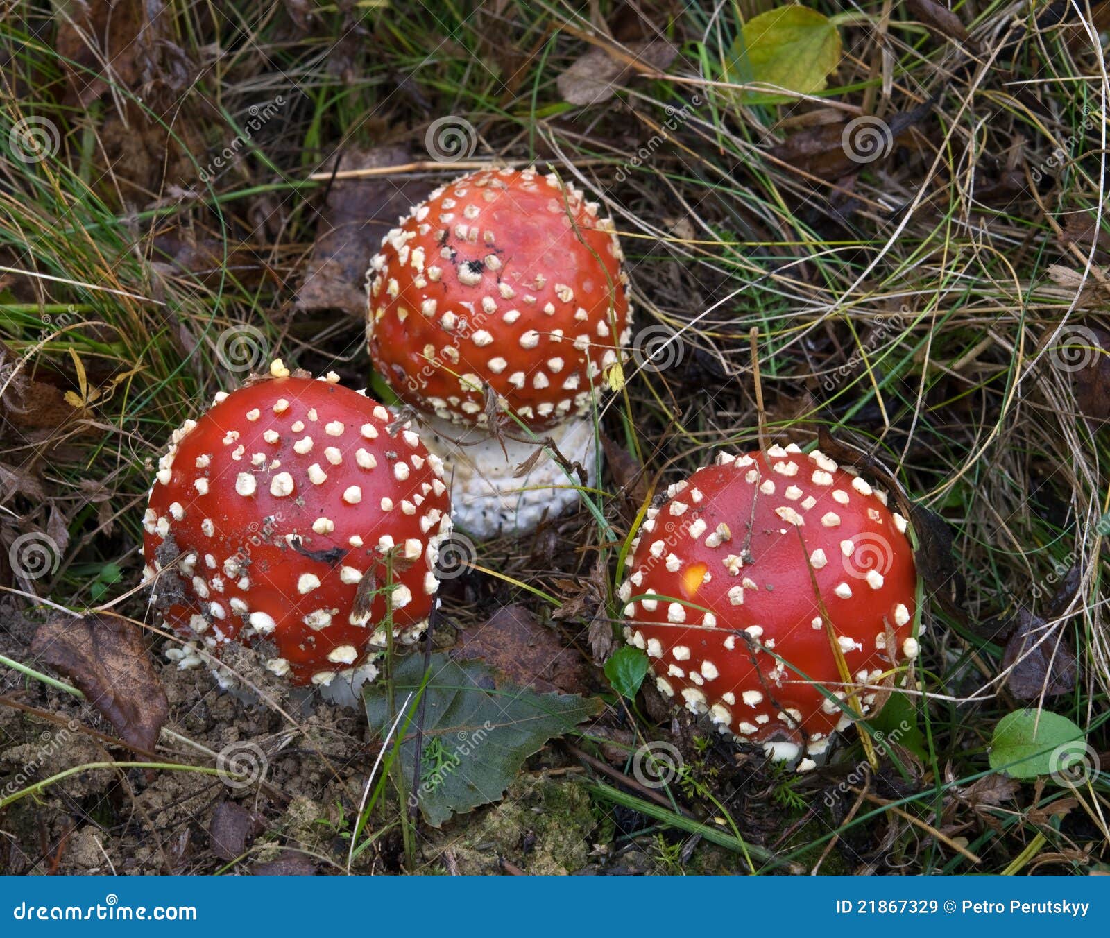 139 Plocka Svamp Gift Foton - Gratis och royaltyfria stockfoton från ...