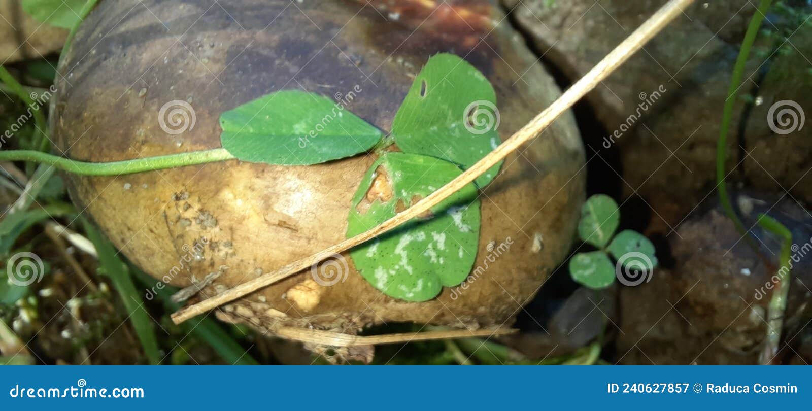 Plomo verde en un hongo imagen de archivo. Imagen de reptil - 240627857