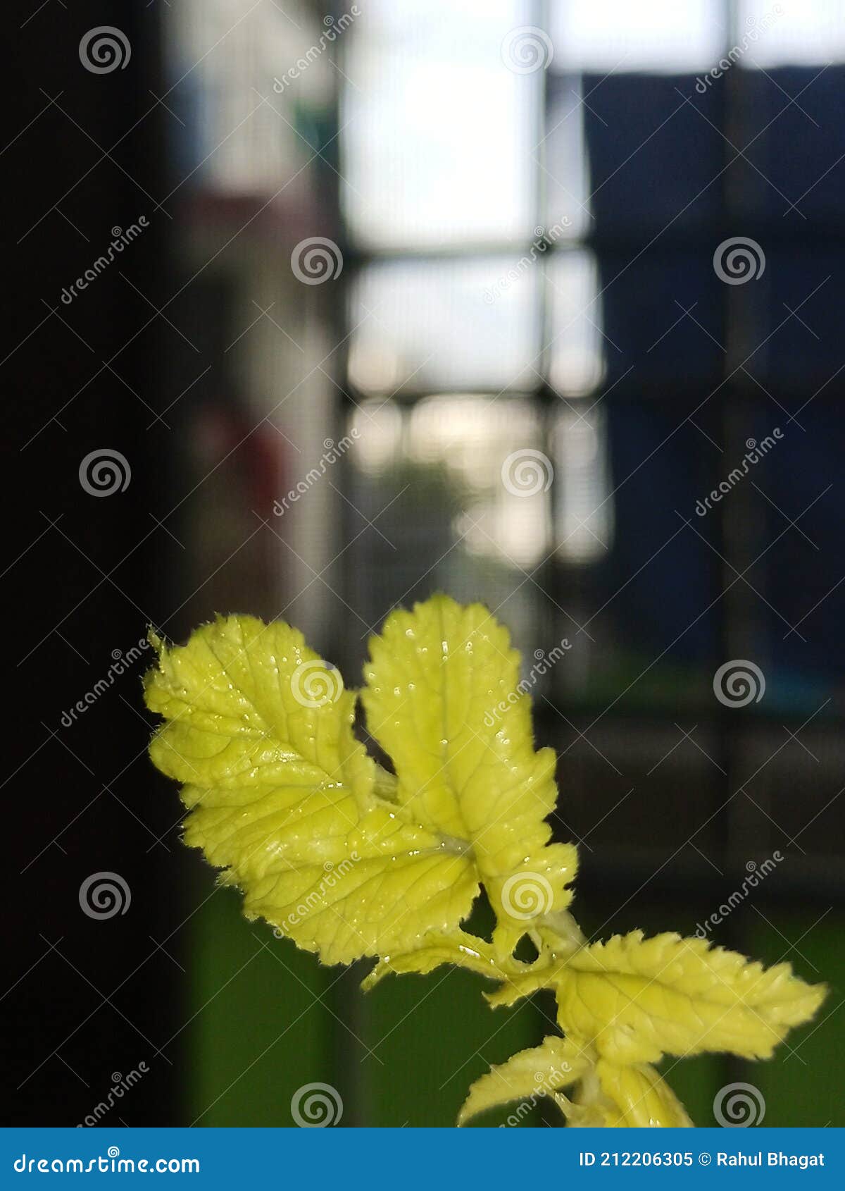 Plomo verde y la ventana imagen de archivo. Imagen de amarillo - 212206305