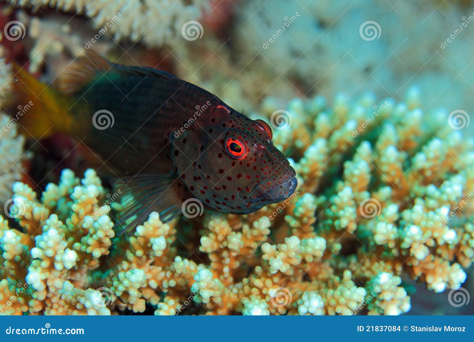 Plongée en Mer Rouge photo stock. Image du corail, profondeur - 21837084