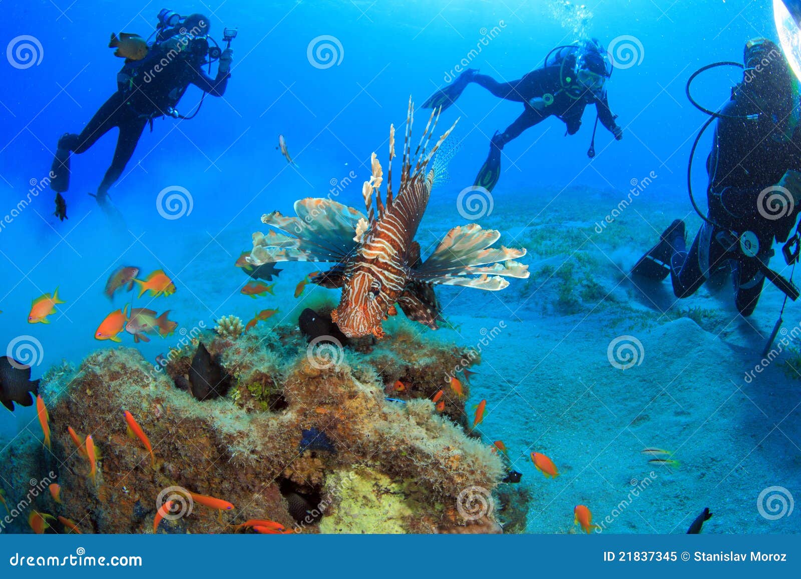 Plongée en Mer Rouge image stock. Image du lumières, profondeur - 21837345