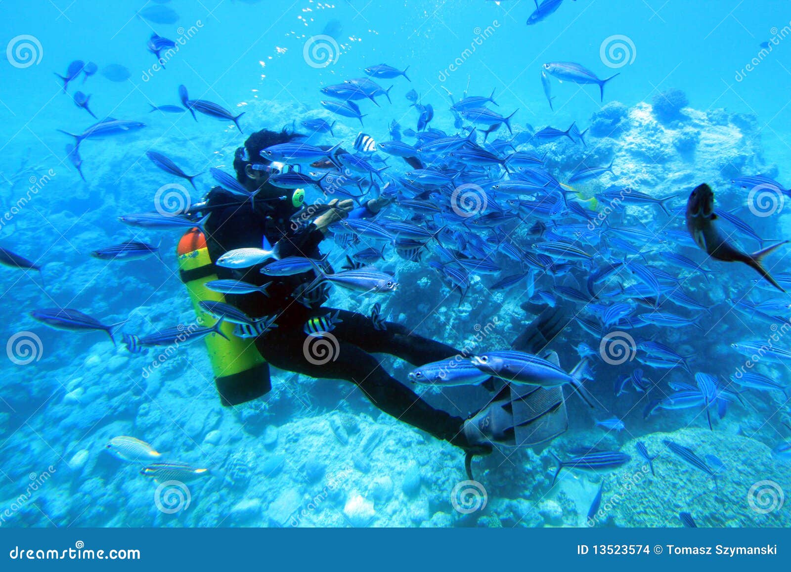 Plongeur Avec Le Banc Des Poissons. Photo stock - Image du marin ...