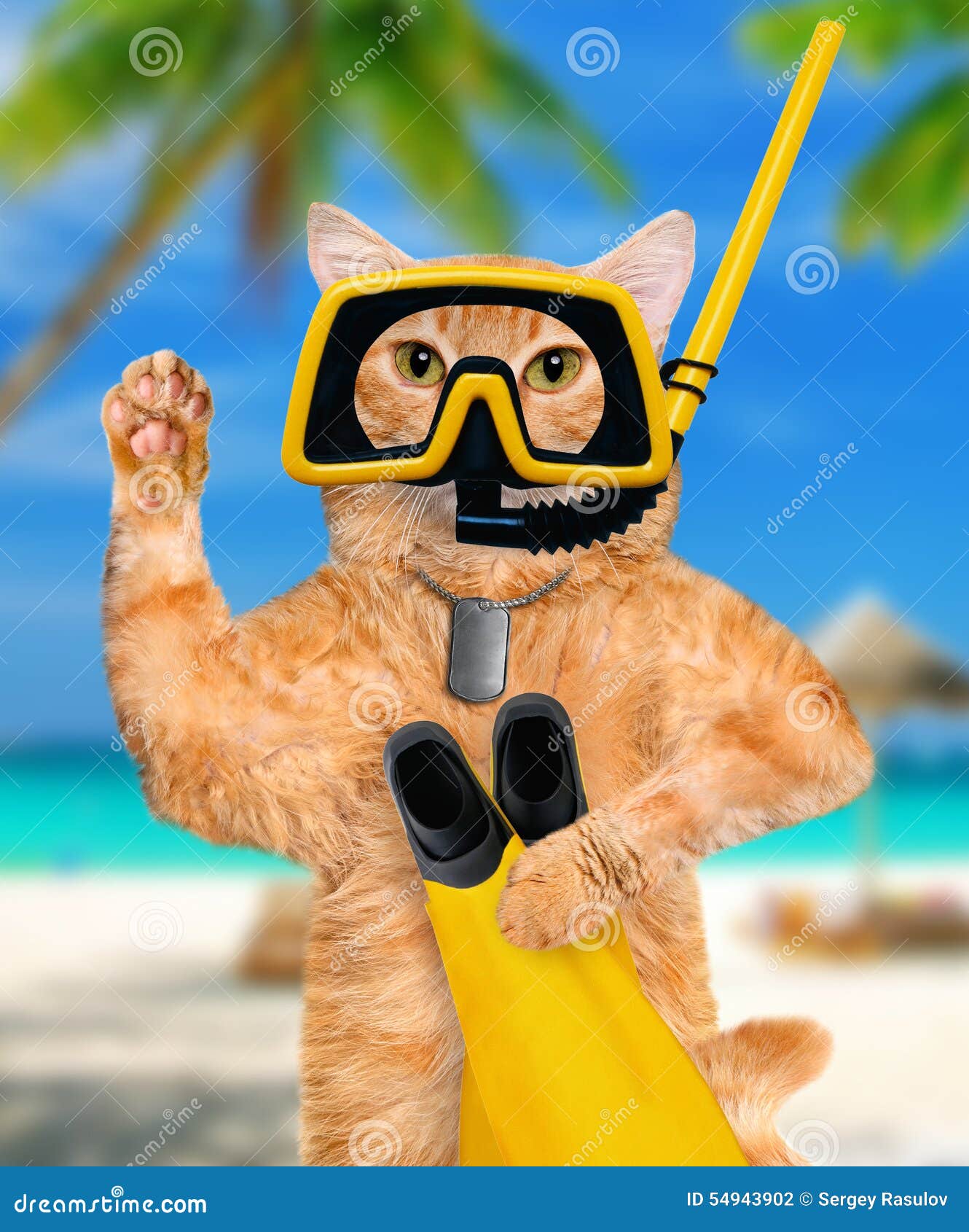 Plongeur de chat photo stock. Image du drôle, costume - 54943902