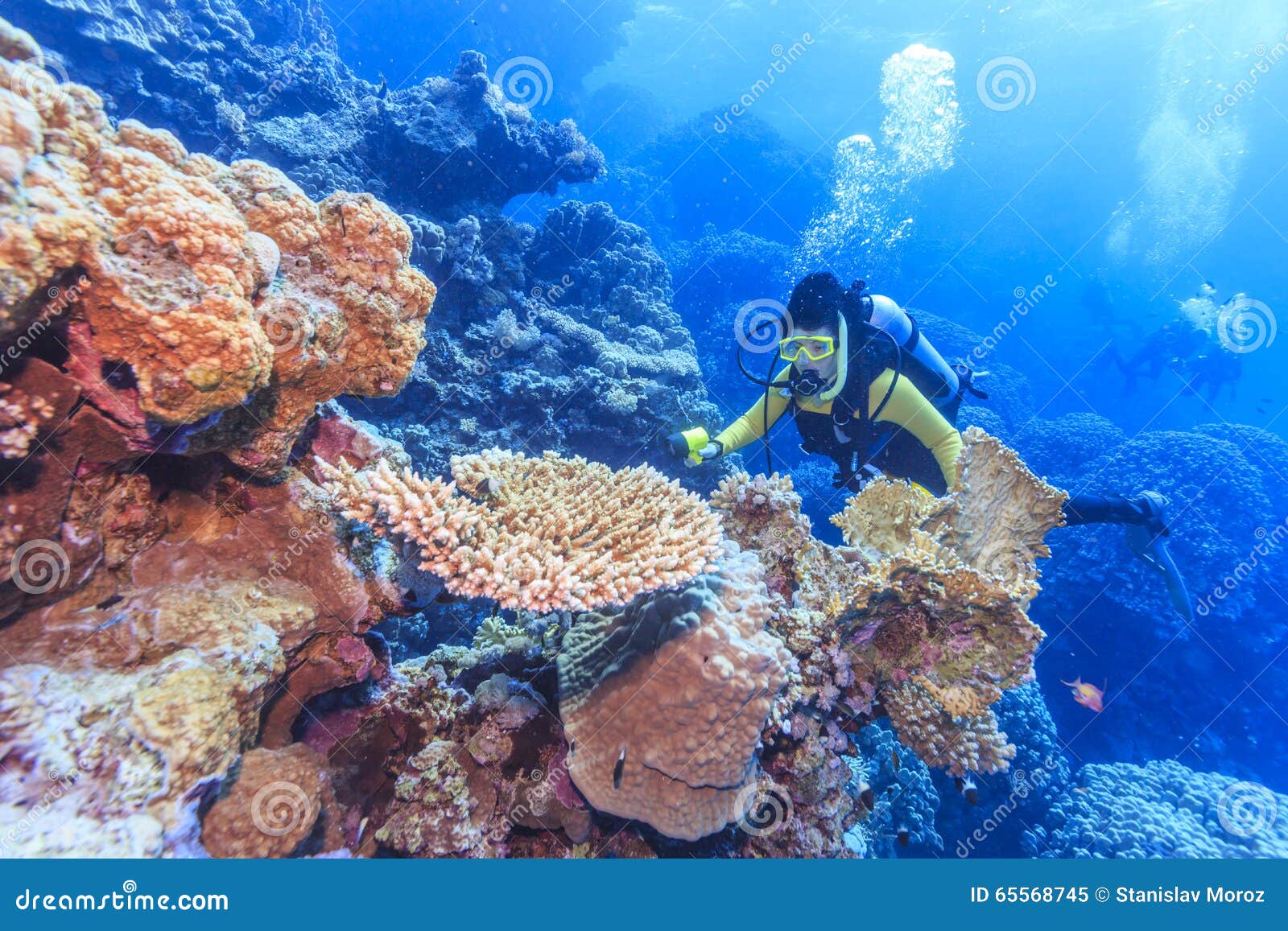 Plongeur En Mer Rouge, Egypte Image stock - Image du sunlight, aventure ...