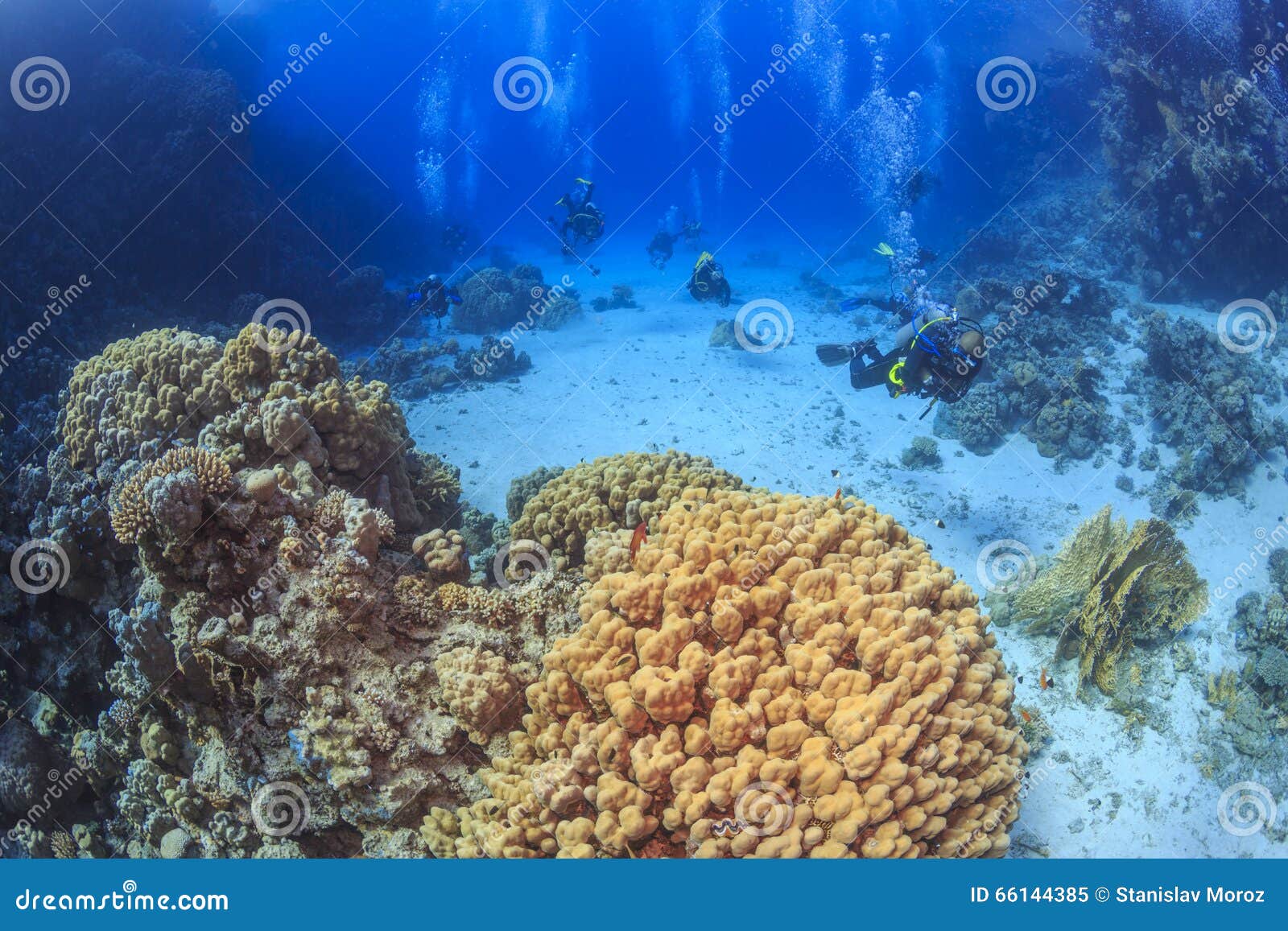 Plongeur En Mer Rouge, Egypte Image stock - Image du egypte, aqua: 66144385
