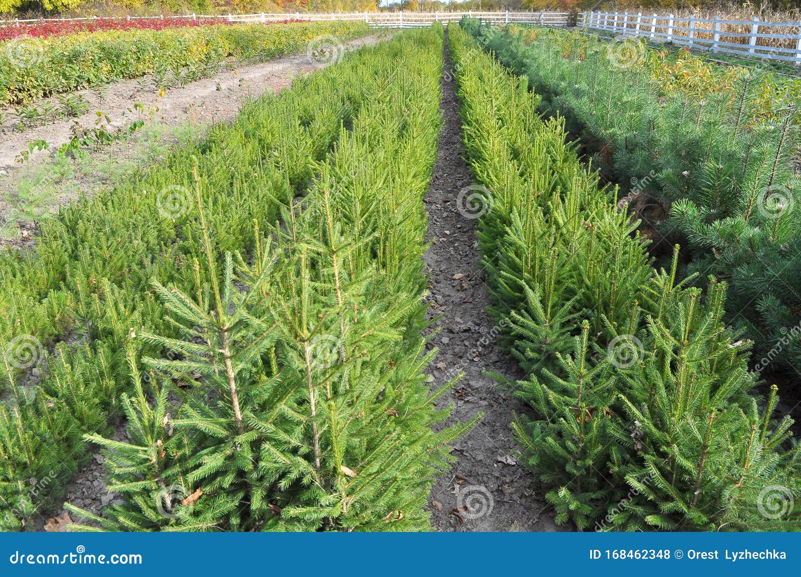 A Plot of Forest for Growing Seedlings of Trees Stock Photo - Image of ...