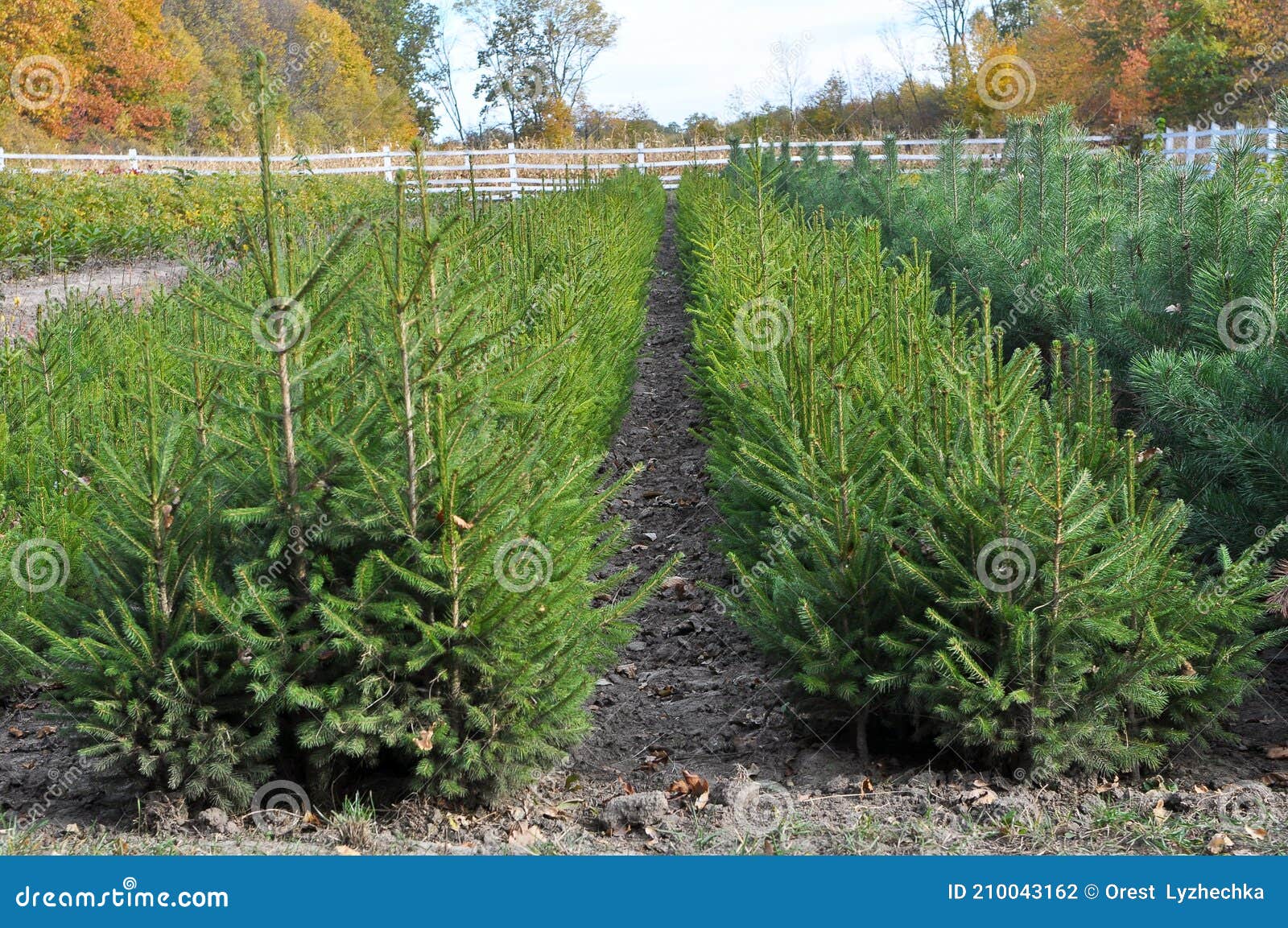 A Plot of Forest for Growing Seedlings of Trees Stock Photo - Image of ...