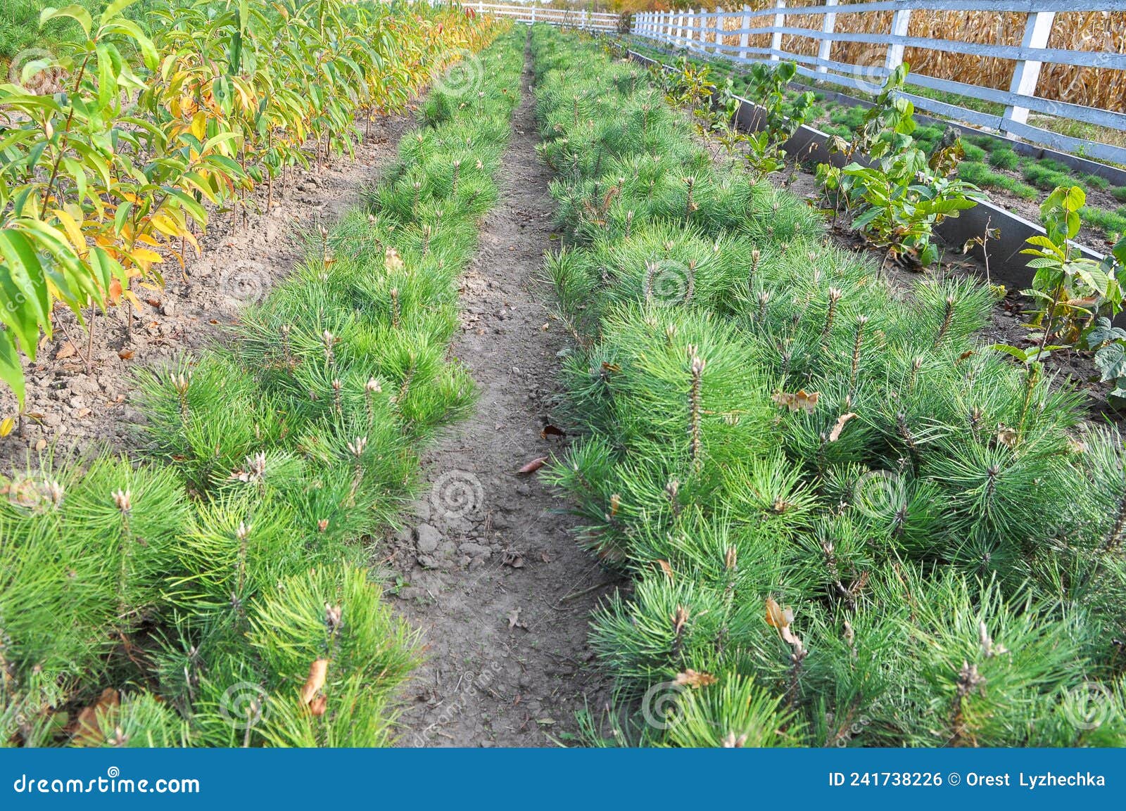 A Plot of Forest for Growing Seedlings of Trees Stock Photo - Image of ...