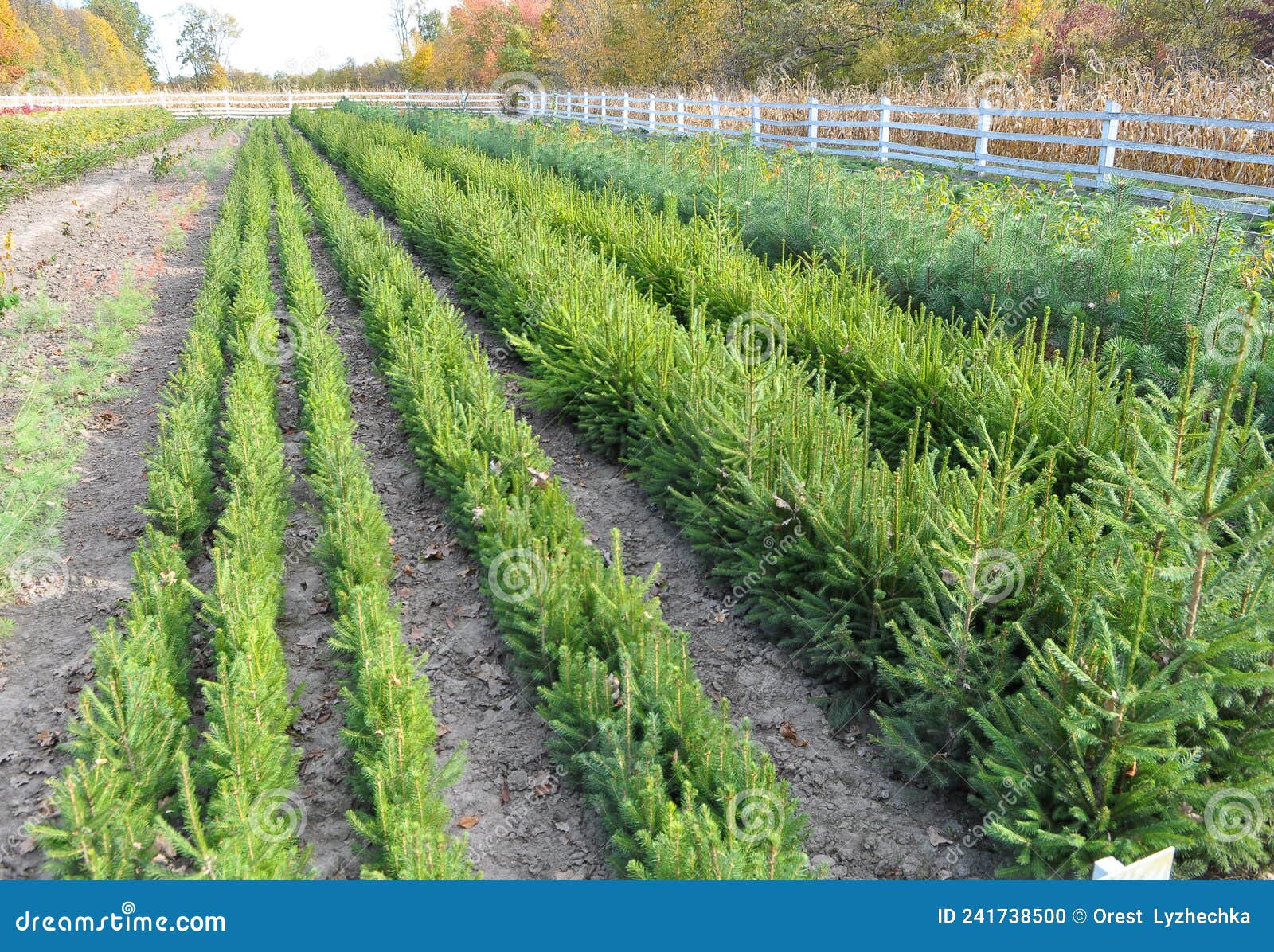 A Plot of Forest for Growing Seedlings of Trees Stock Photo - Image of ...