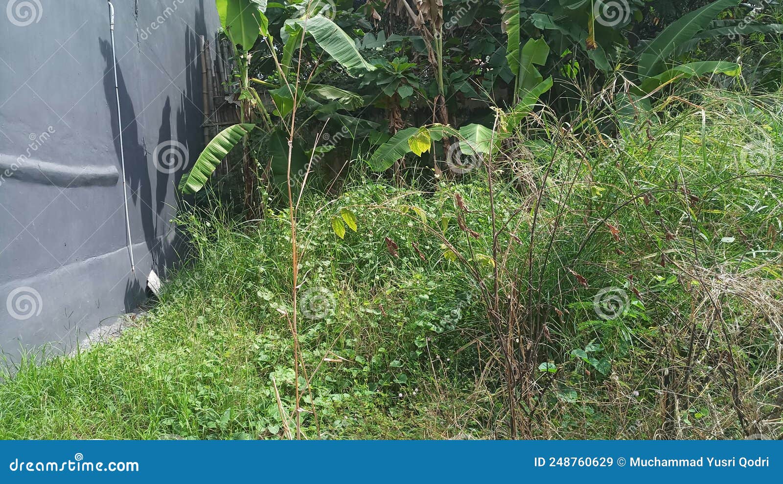 The Plot of Land is Full of Grass and There are Several Banana Trees ...