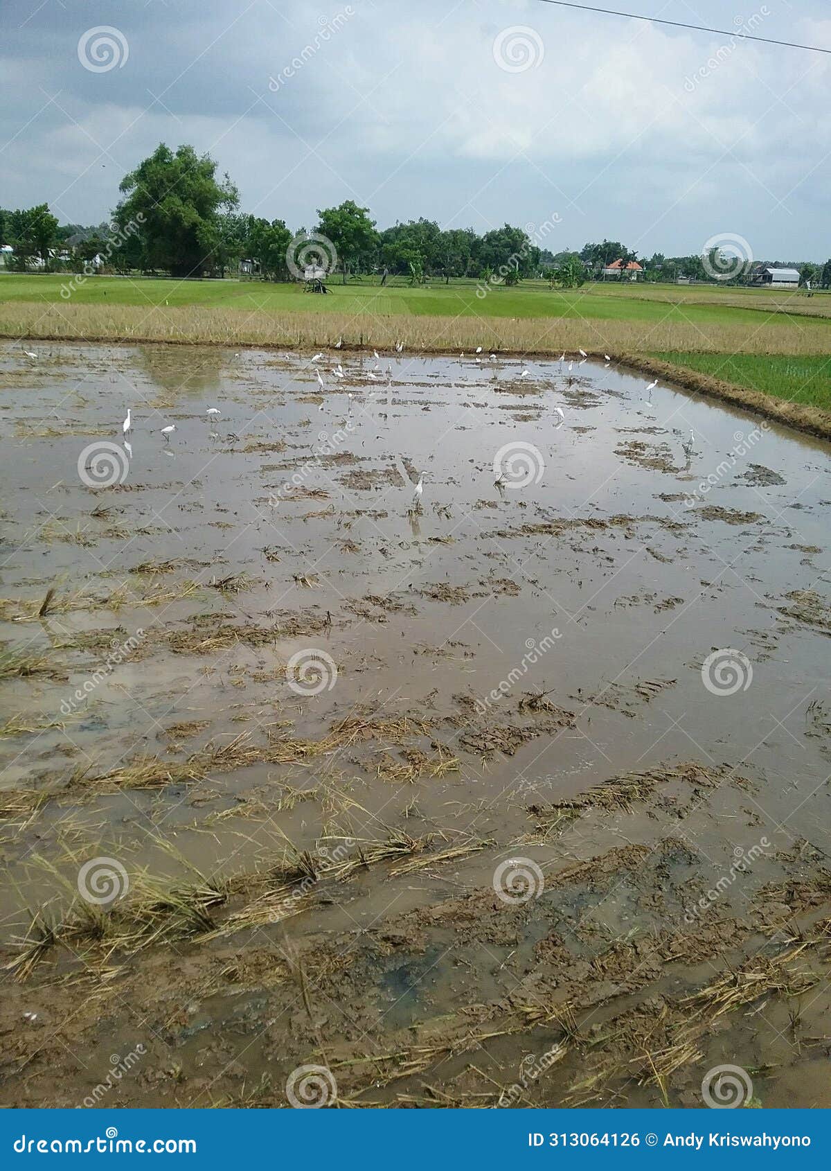 A Plot of Land in the Process of Planting Rice with a Group of Egrets ...