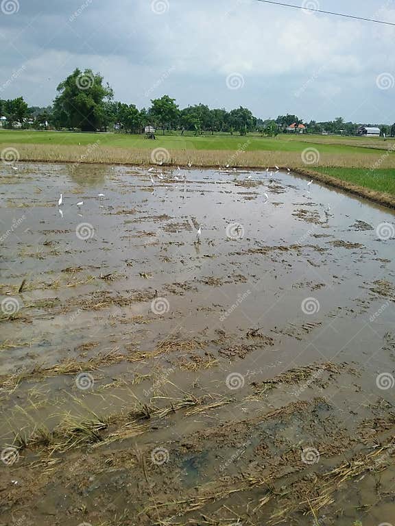 A Plot of Land in the Process of Planting Rice with a Group of Egrets ...