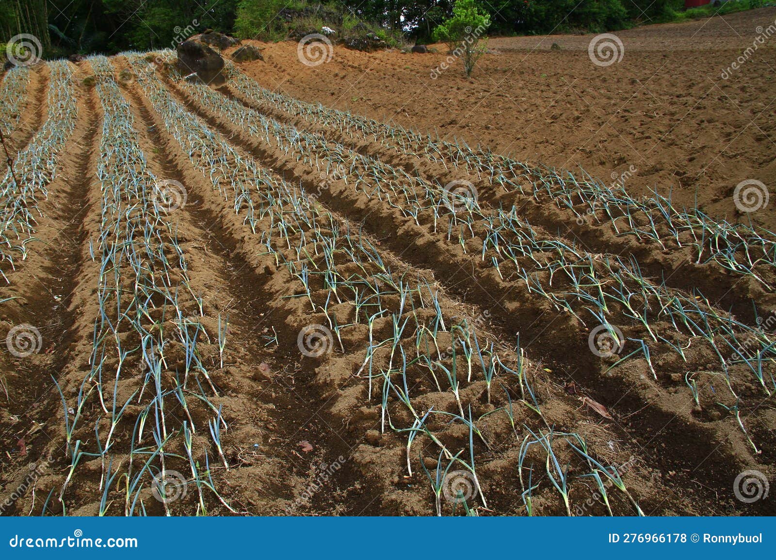 The Plot of Land is Ready To Be Planted with Vegetables Stock Photo ...