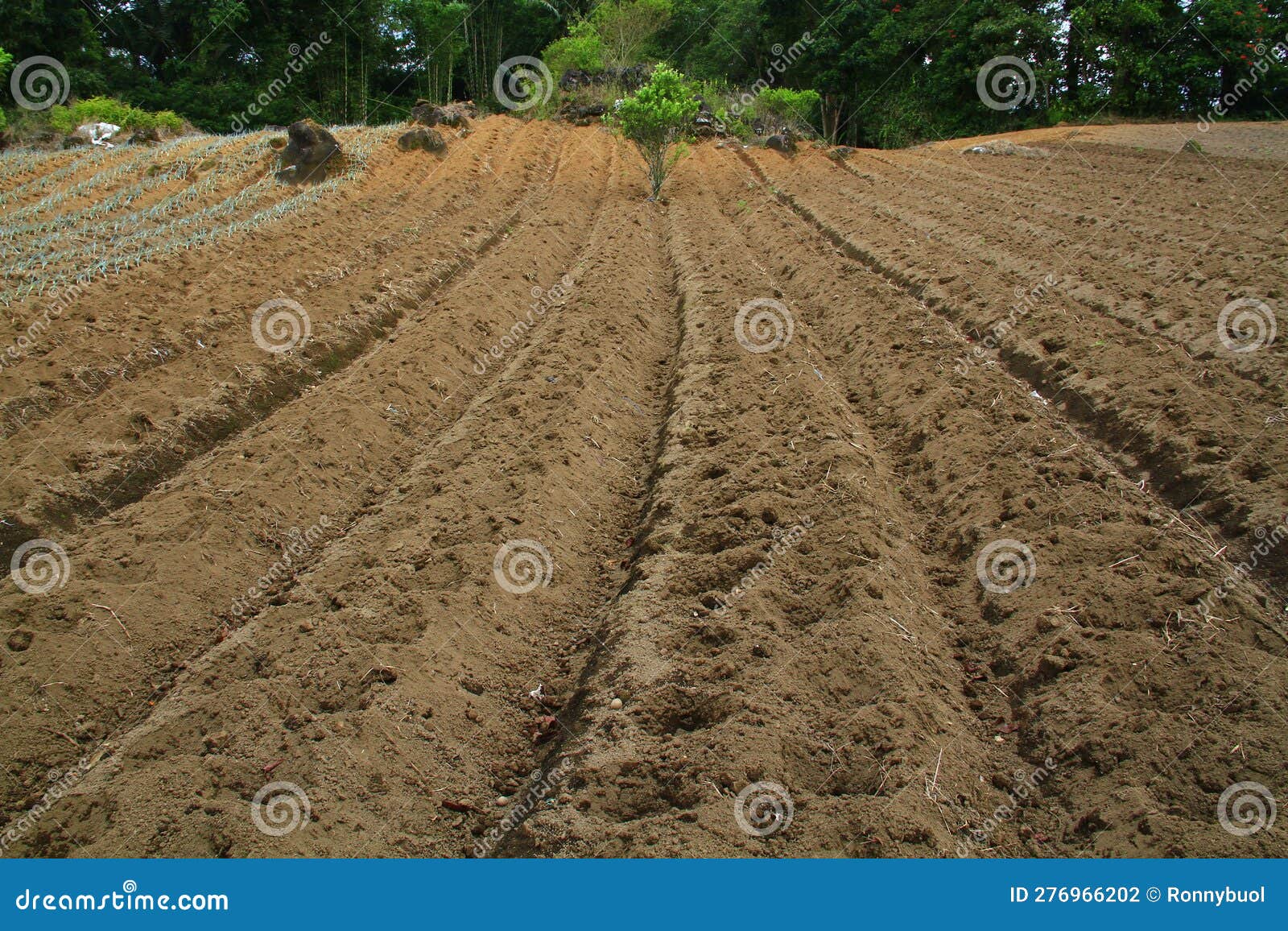 The Plot of Land is Ready To Be Planted with Vegetables Stock Photo ...