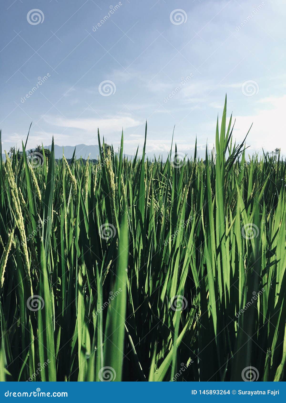 A Plot of Land with Rice Fields Stock Photo - Image of fields ...
