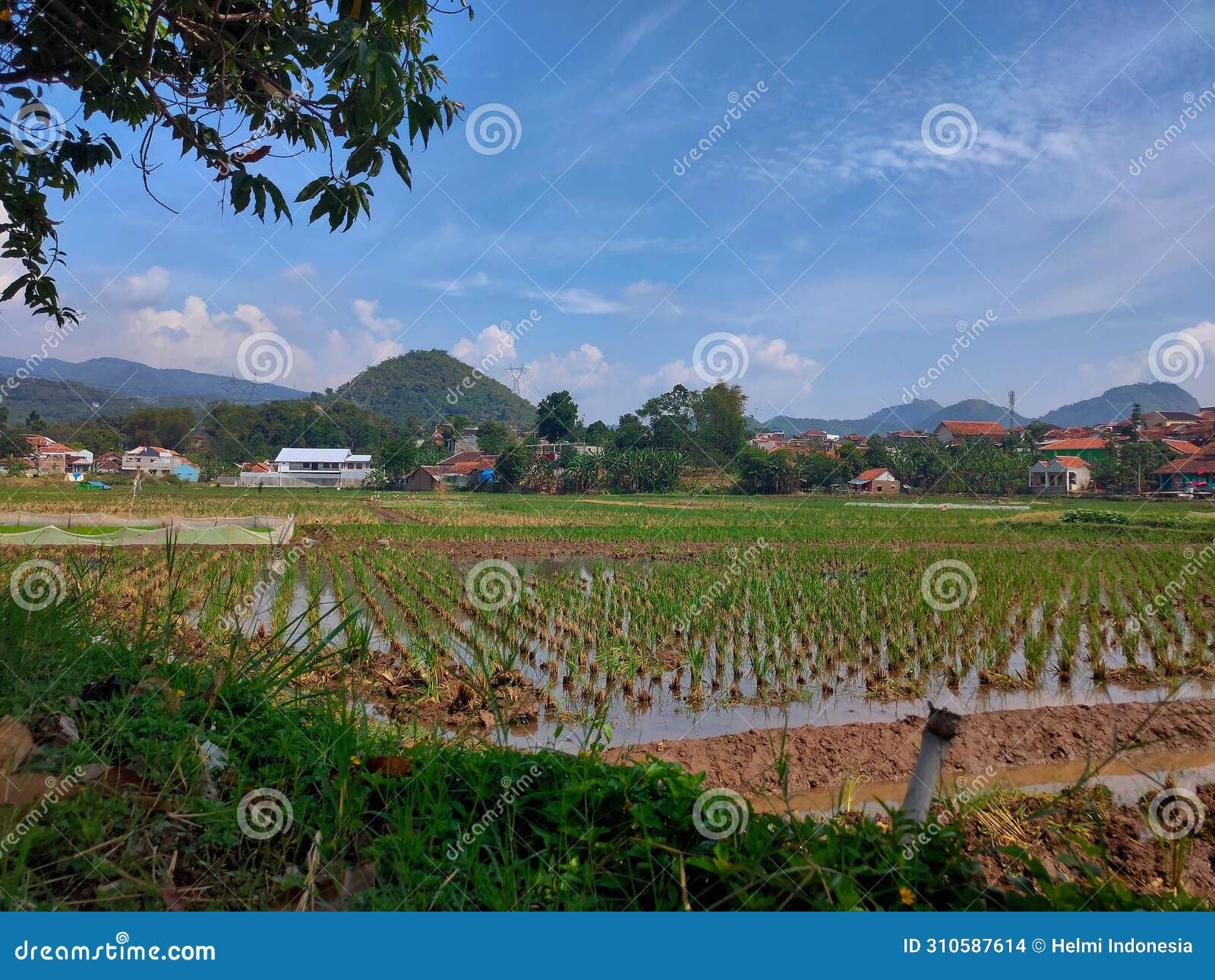 A Plot of Newly Planted Rice Fields in a Sunny Setting Stock Photo ...