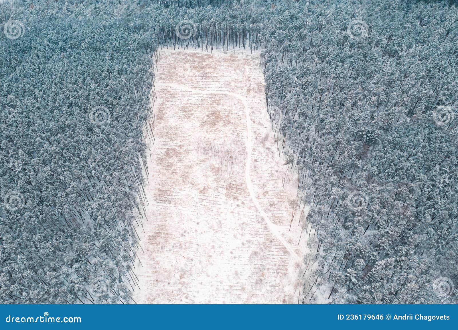 Large Deforestation Area without Trees in Winter Forest: Aerial Drone ...