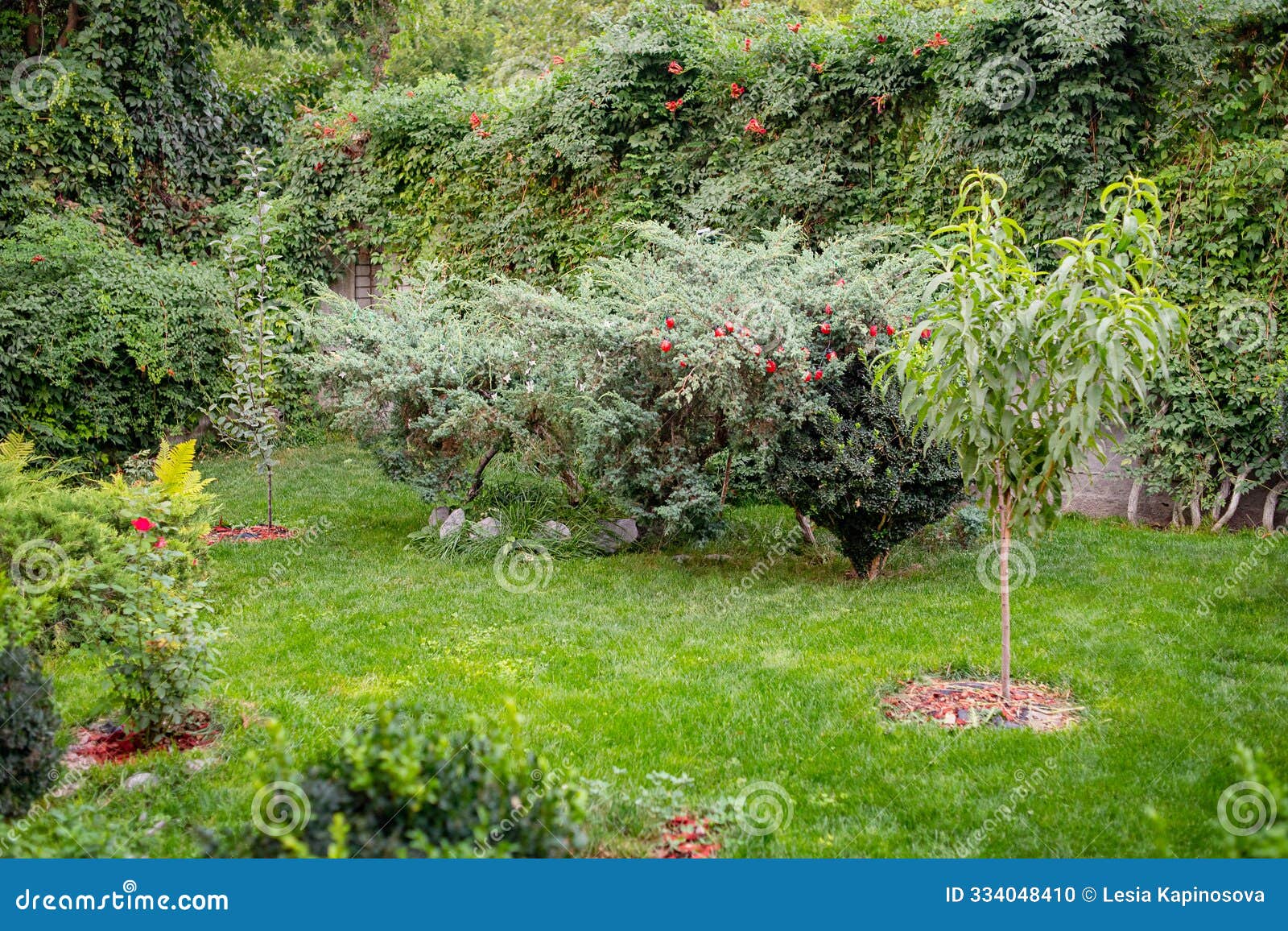 A Plot with Wonderful Plants, Bushes, Flowers and Trees Stock Photo ...