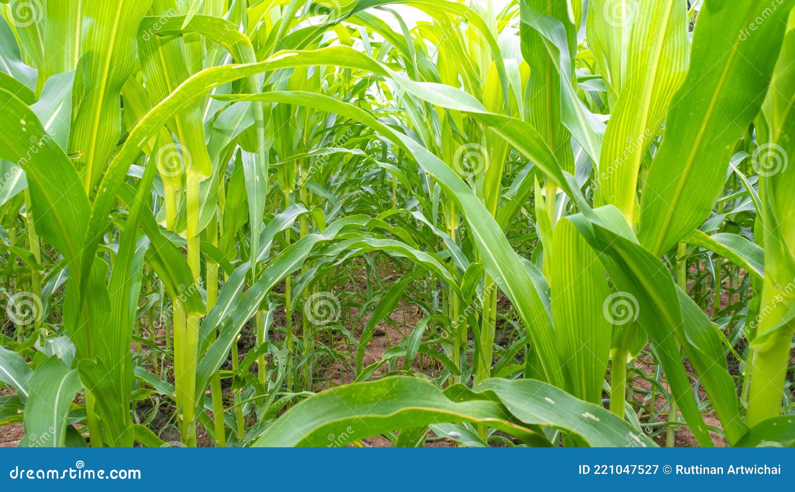 Corn Plots In Farmland Corn Field Corn Planting Corn Cultivation Stock ...
