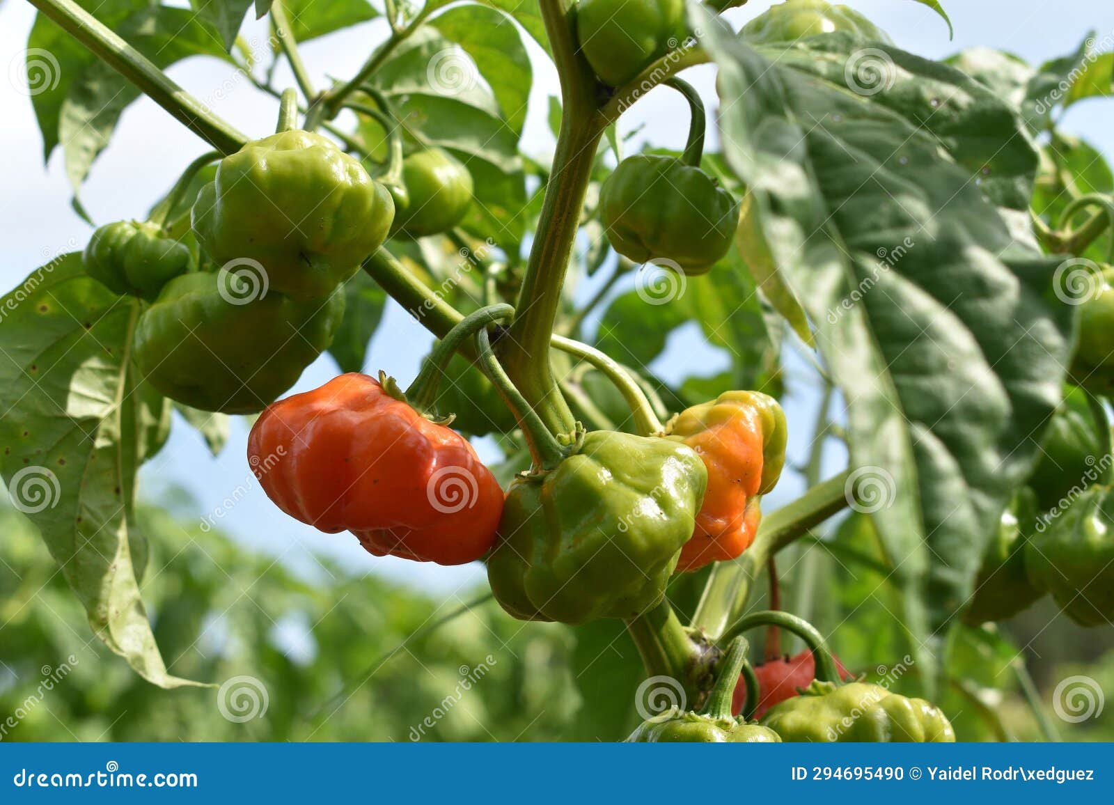 Plots of Rustic Crops in Fields in Eastern Cuba. Chile Habanero Stock ...