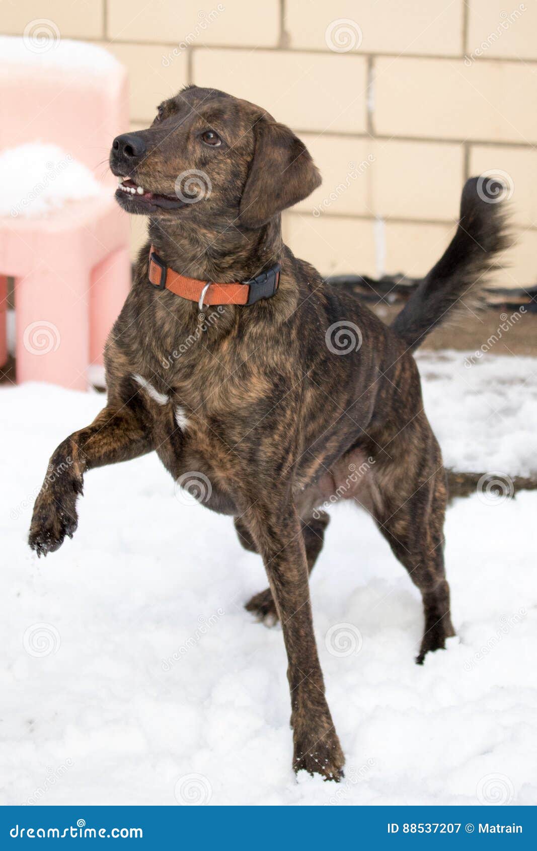 Plott hound in snow stock image. Image of alert, snowy - 88537207