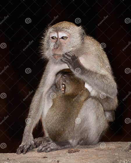 Plotting monkey stock image. Image of evil, nature, mischief - 35718289