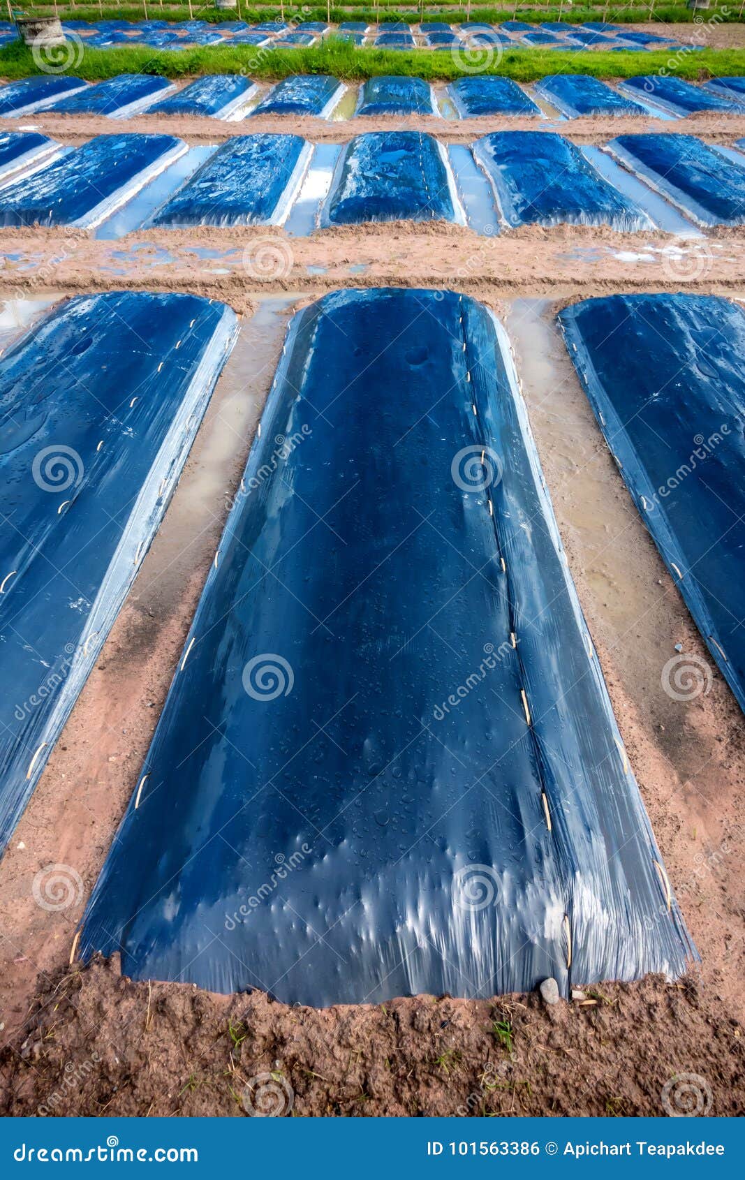 Plotting stock photo. Image of land, water, plot, preparation - 101563386