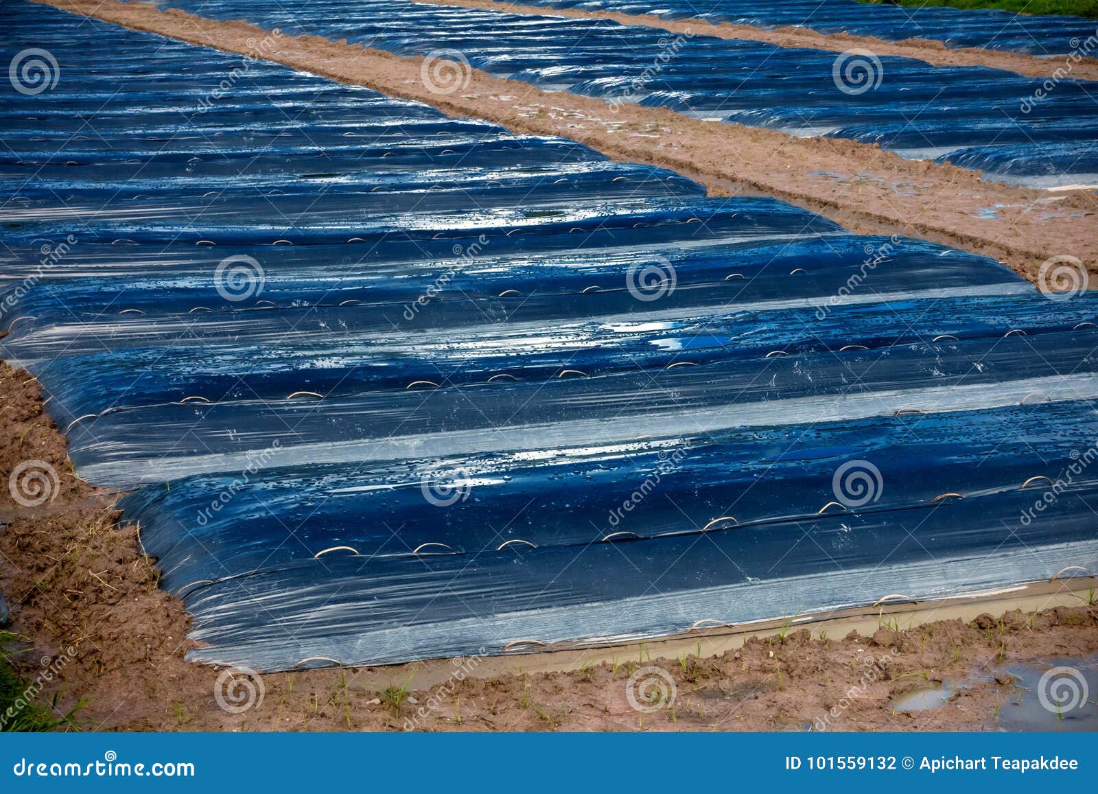 Plotting stock photo. Image of preparation, land, farming - 101559132