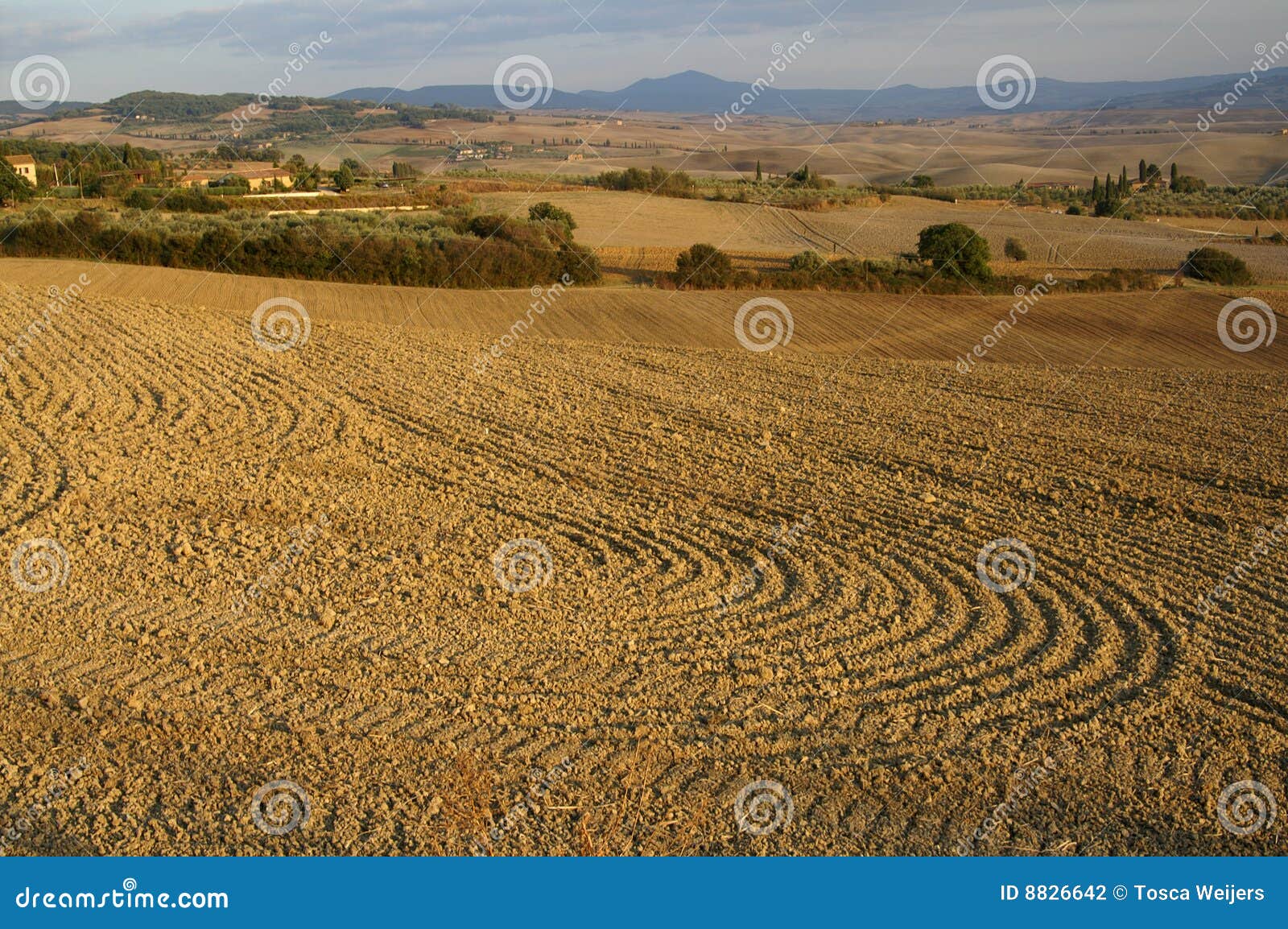 Ploughed field stock photo. Image of growing, earth, cultivated - 8826642