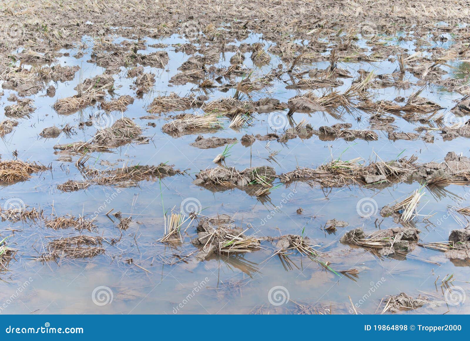 A ploughed rice field . stock photo. Image of field, farm - 19864898