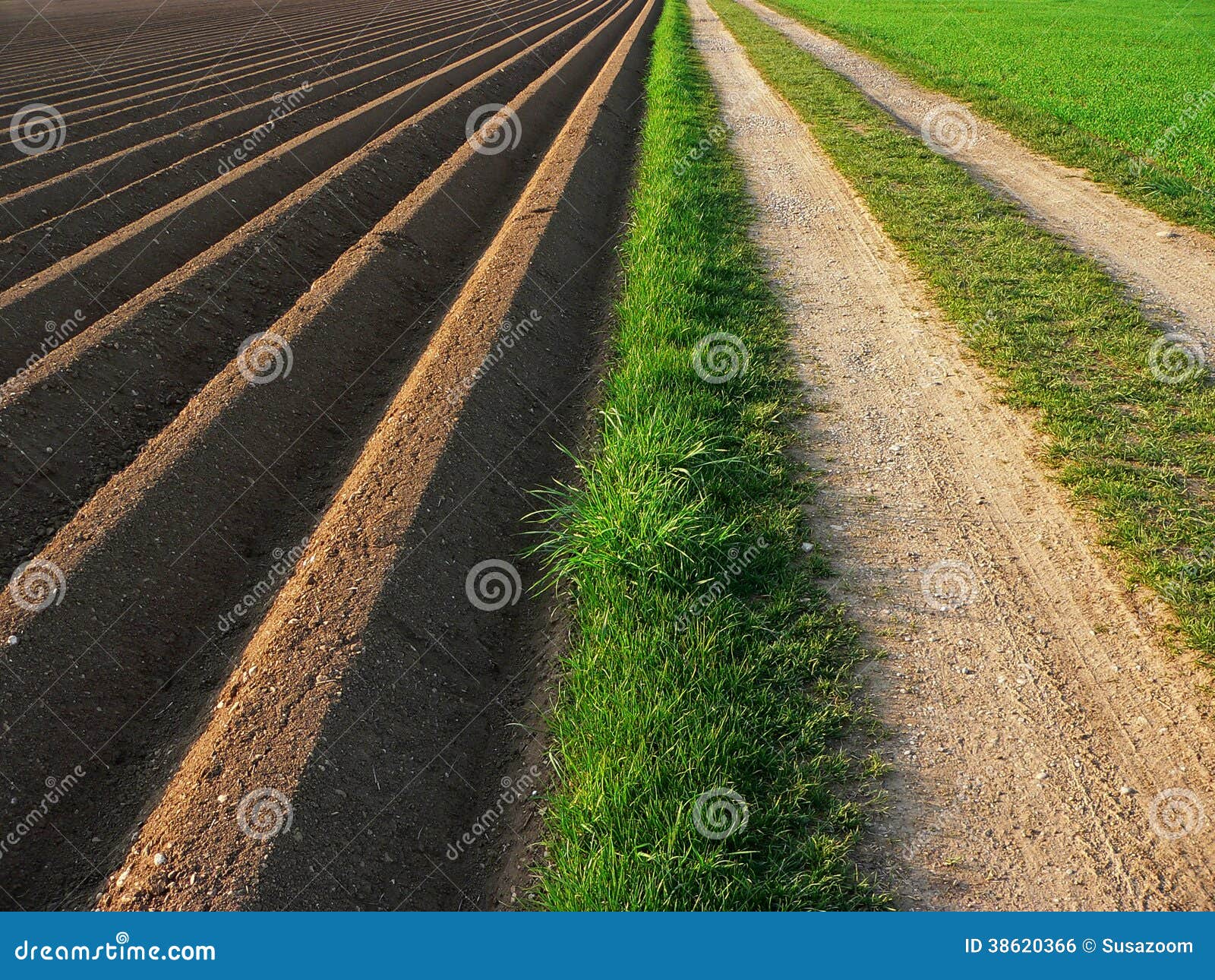 Agricultural Background, Banner, Huge Panorama - Blooming Sunflower ...