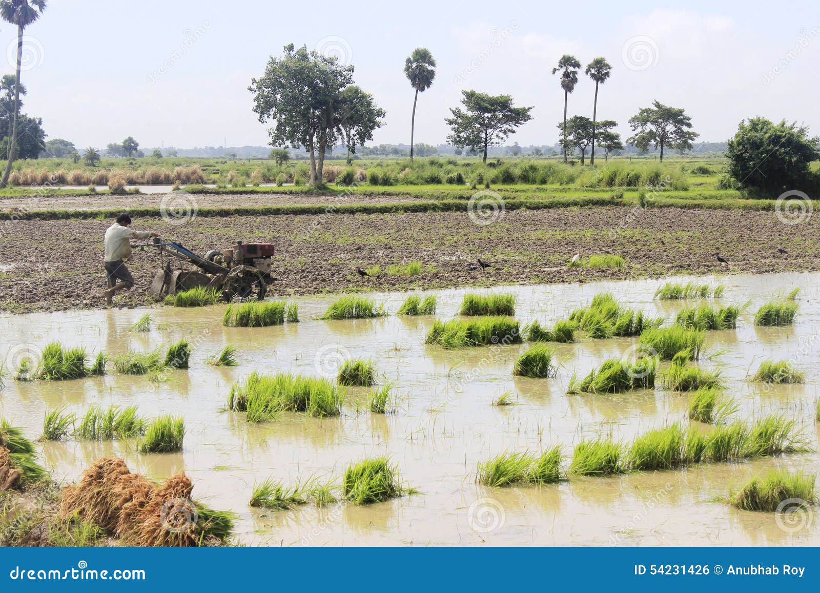 Ploughing the Field with the Help of a Hand-tractor. Stock Photo ...