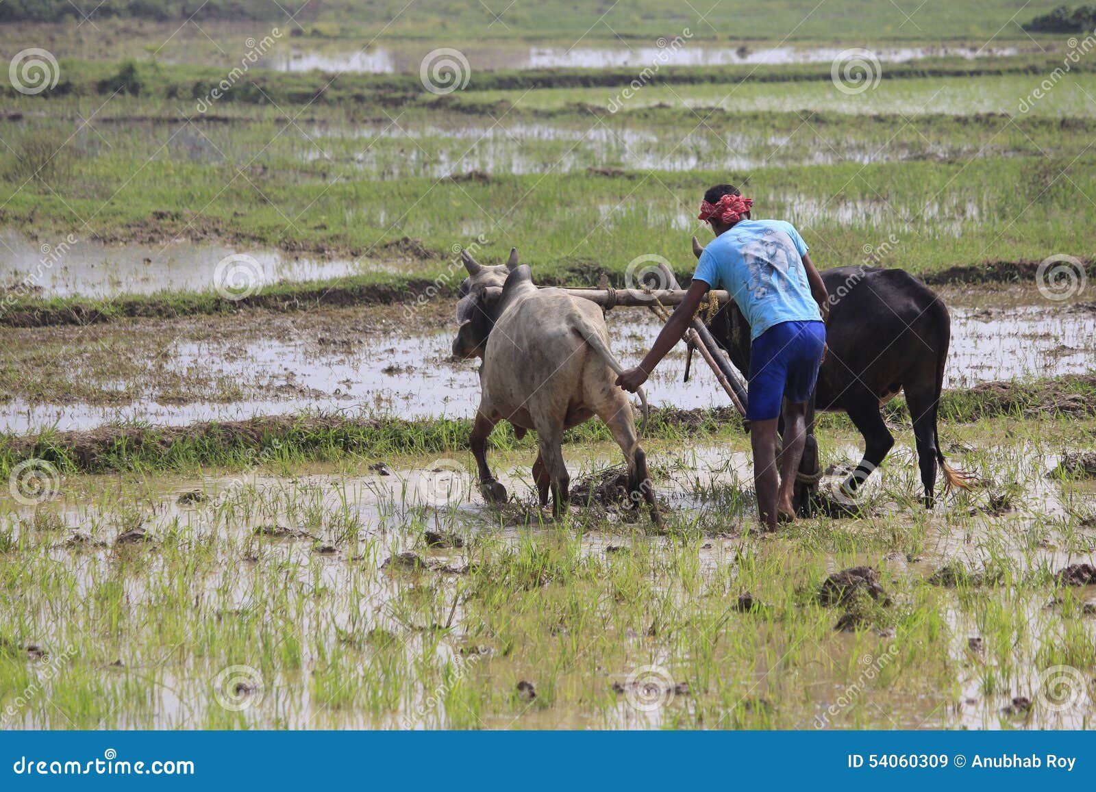 Ploughing the Field with the Help of a Plough-share. Stock Image ...