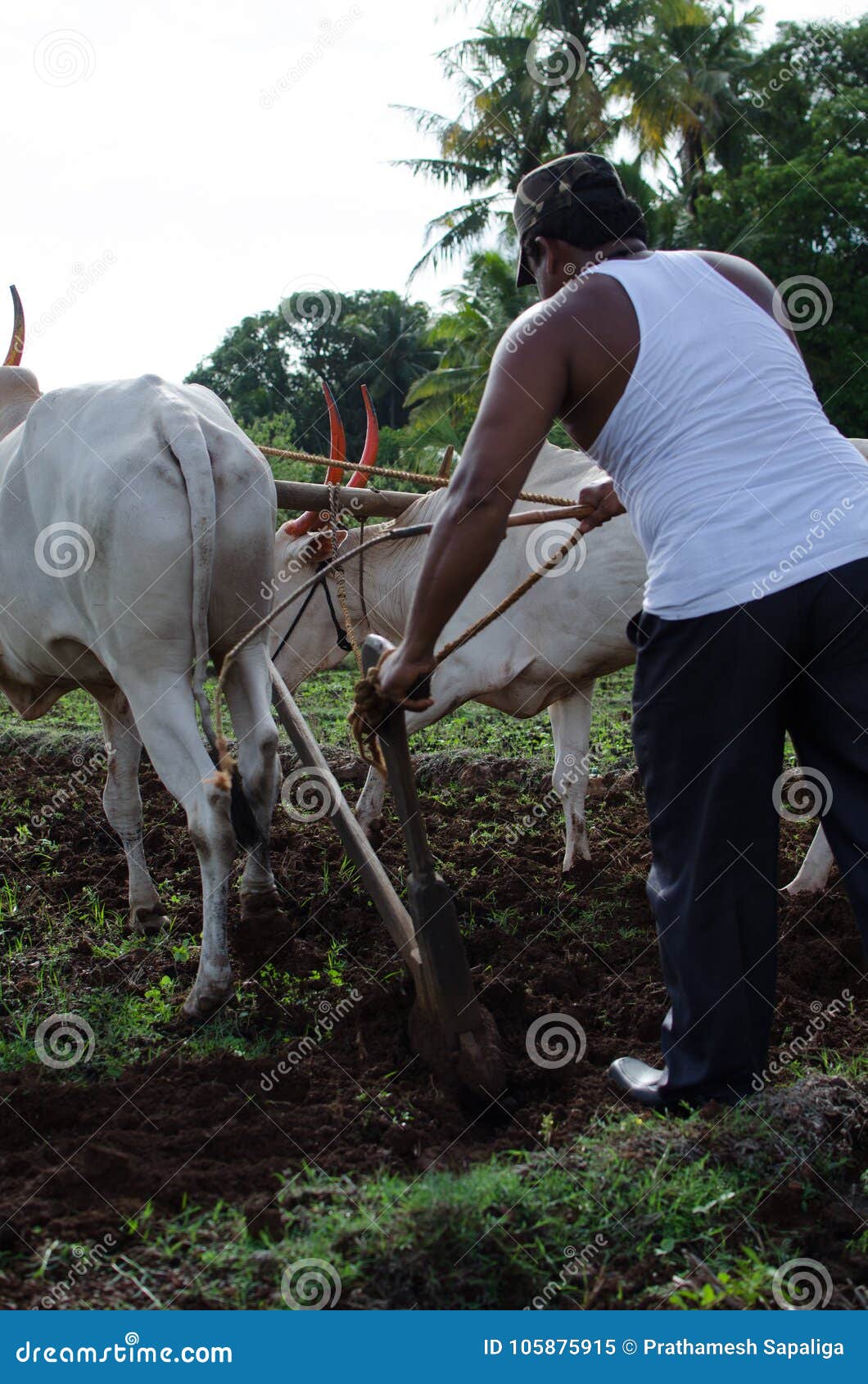 Ploughing Of Field By Traditional Method Royalty-Free Stock Photography ...