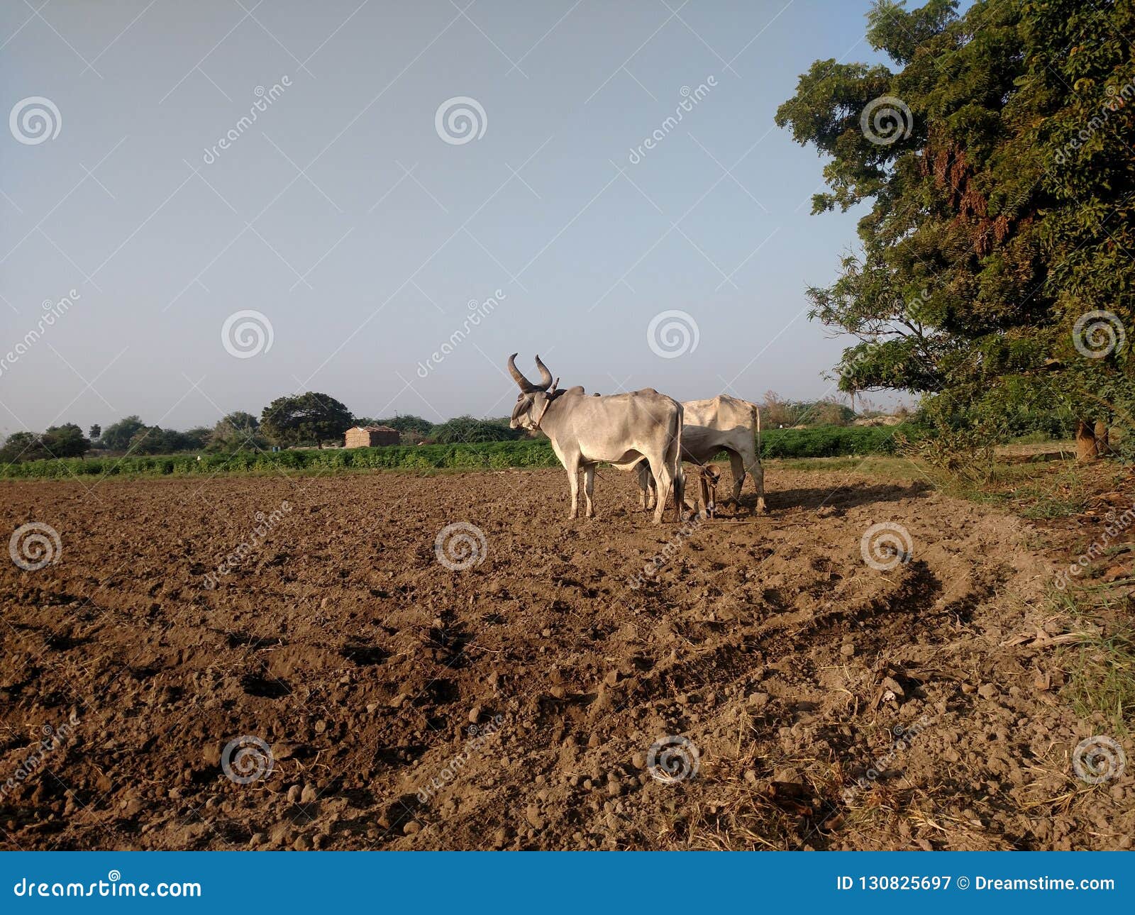 Ploughing with oxen. stock image. Image of time, oxen - 130825697