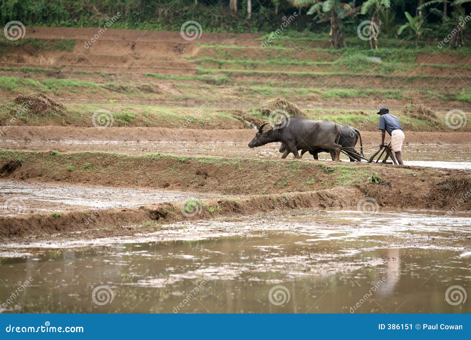 Ploughing a paddyfield stock image. Image of agriculture - 386151