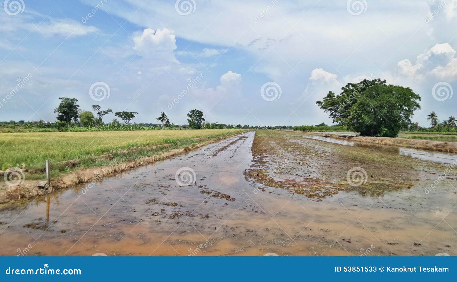 Ploughing the rice field stock image. Image of ground - 53851533
