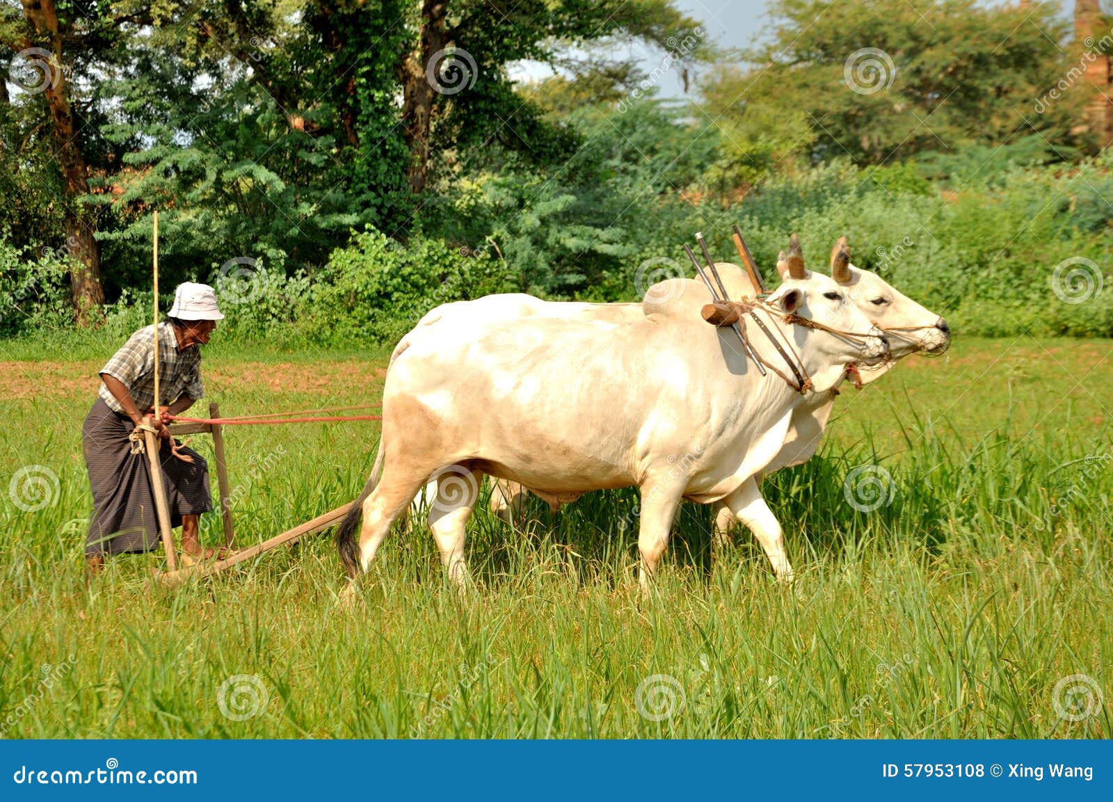 Ploughing editorial stock photo. Image of buff, cattle - 57953108