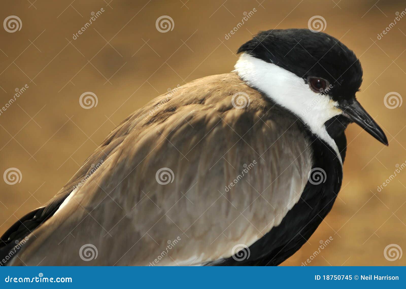 Plover stock image. Image of lapwing, spur, feathers - 18750745