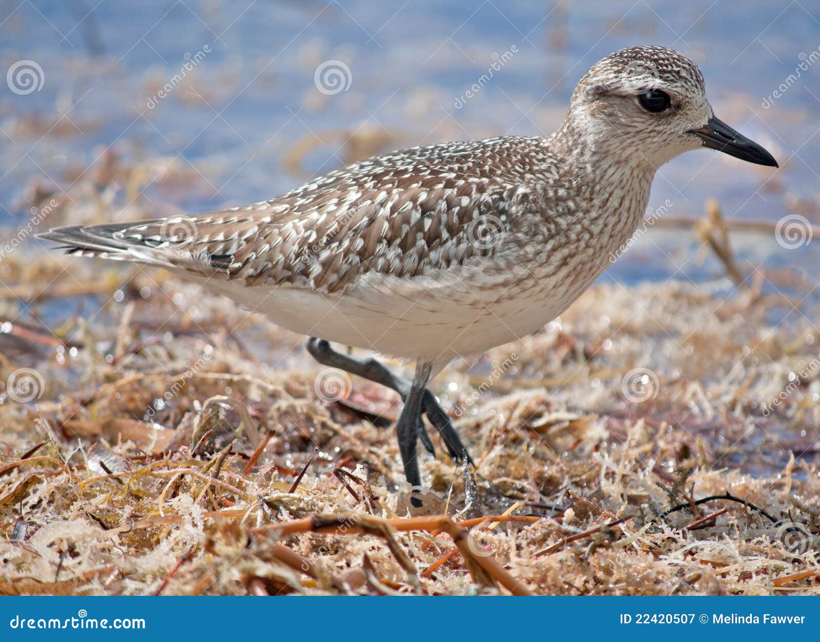 Plover stock image. Image of brown, view, environment - 22420507